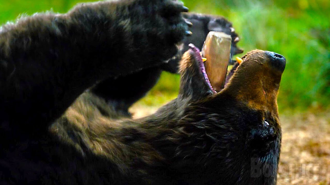 Bear + Coco Scene | Crazy Bear | CLIP - YouTube