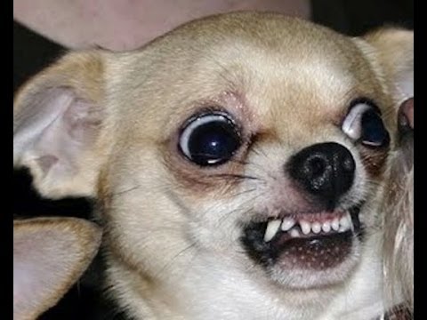 Fail Video #3: Yappy Dogs - YouTube