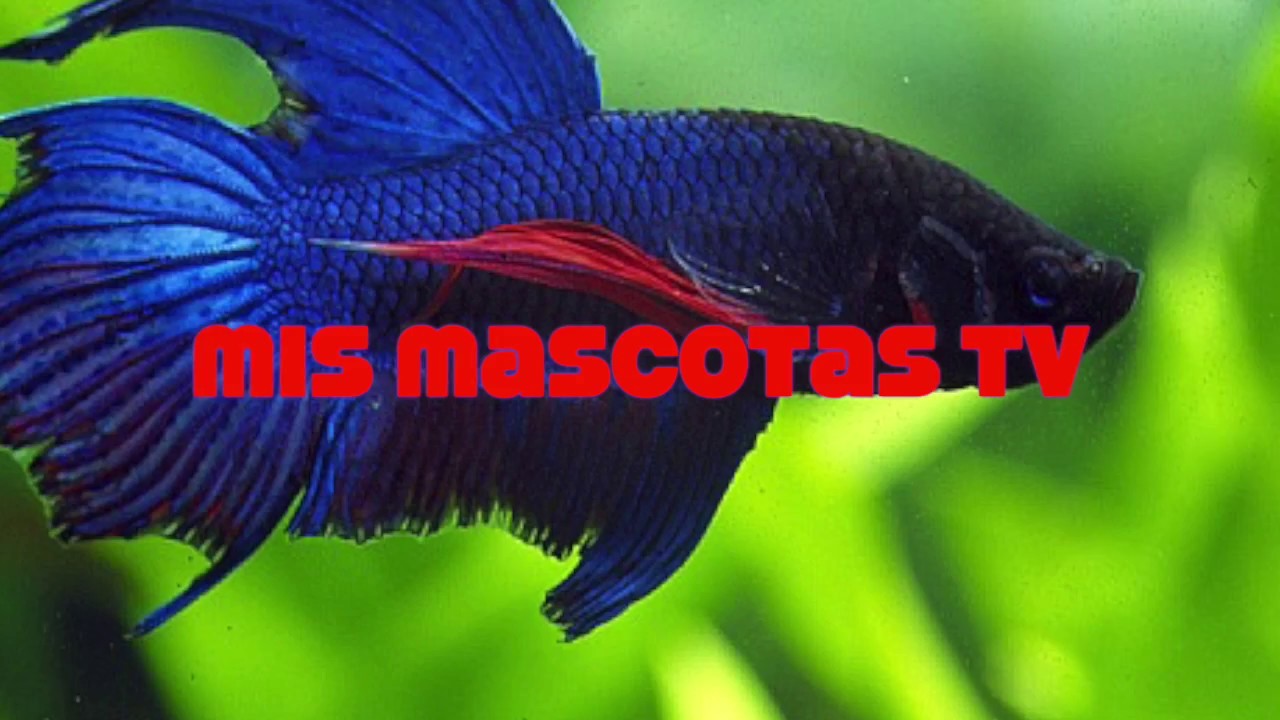 betta azul! - YouTube