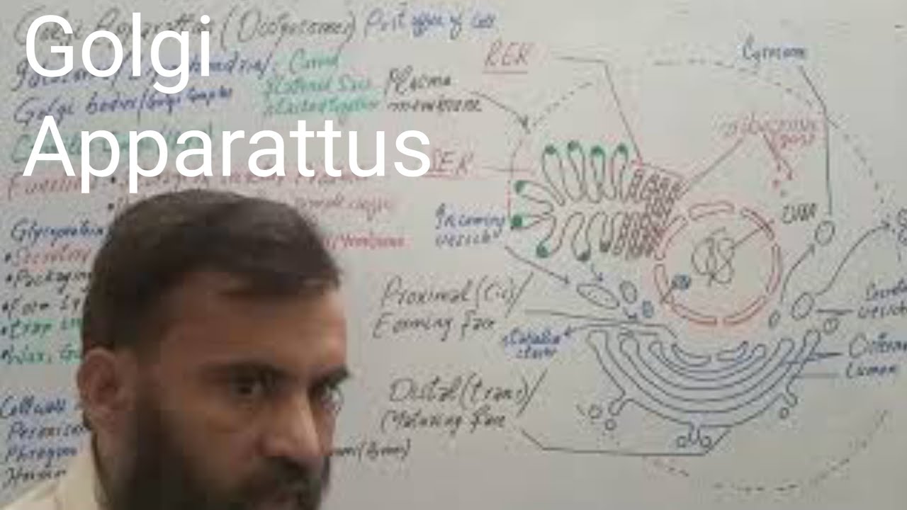 Golgi Apparattus/Idiosome/Lipochondria/Golgi bodies/Golgi complex ...