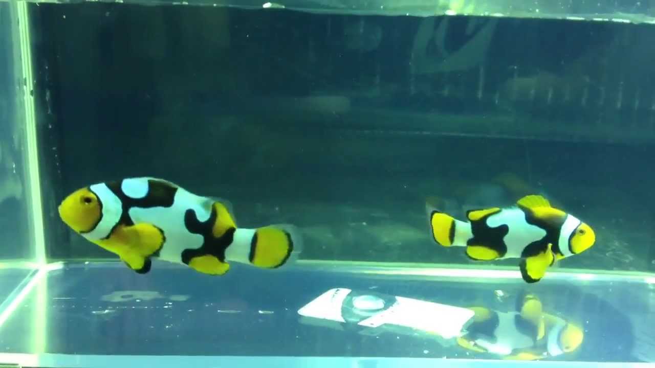 Picasso Percula Clownfish