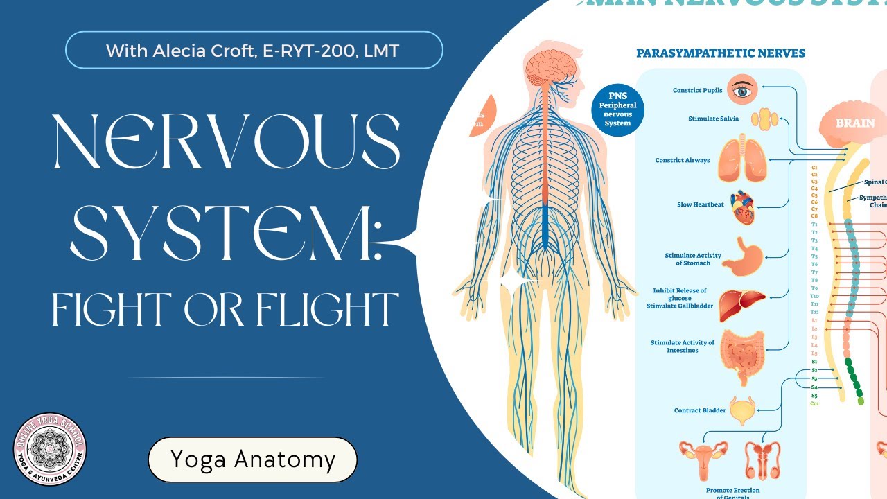 Fight or Flight System In Yoga - Rest or Digest - Yoga Anatomy - Online ...