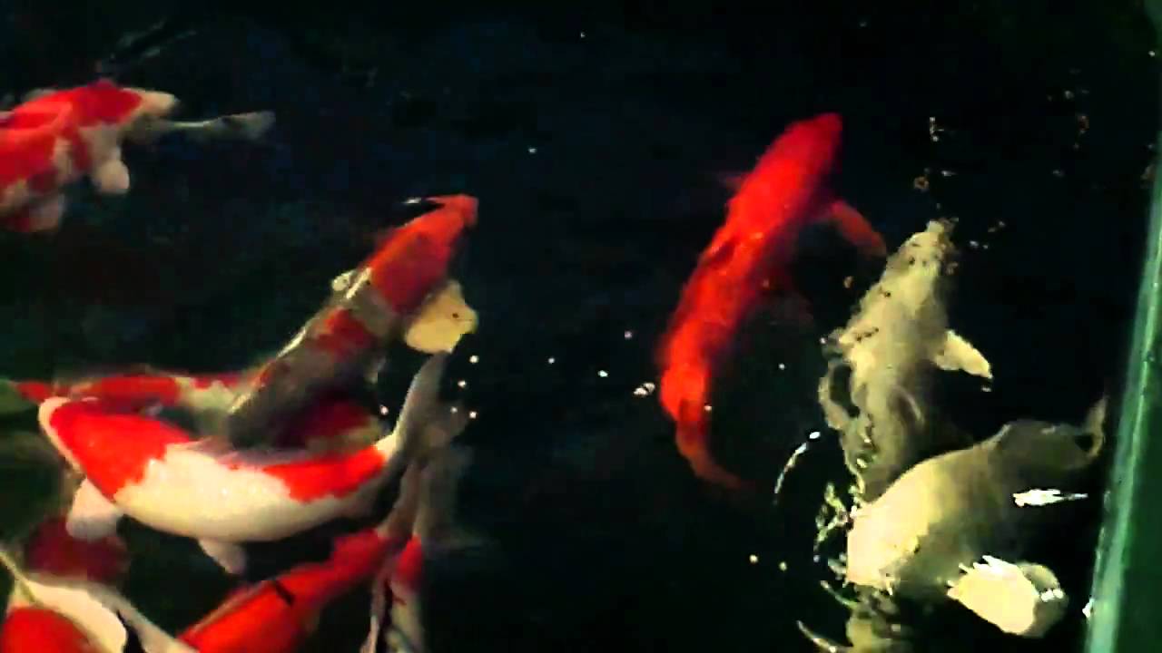 Dock Koi 2 year olds - YouTube