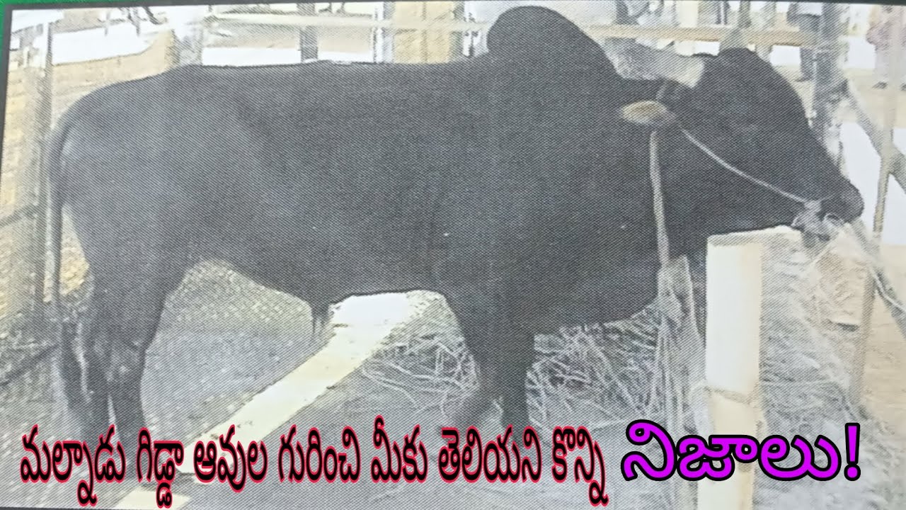 Some Facts You Didn't Know About malnaadu gidda Cows# youtube# cow ...