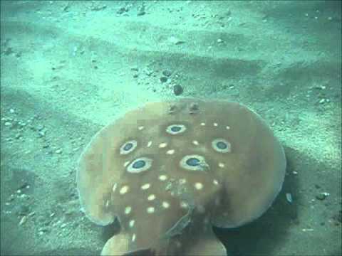 Pez Torpedo descubierto enterrado en la arena de una playa - YouTube Music