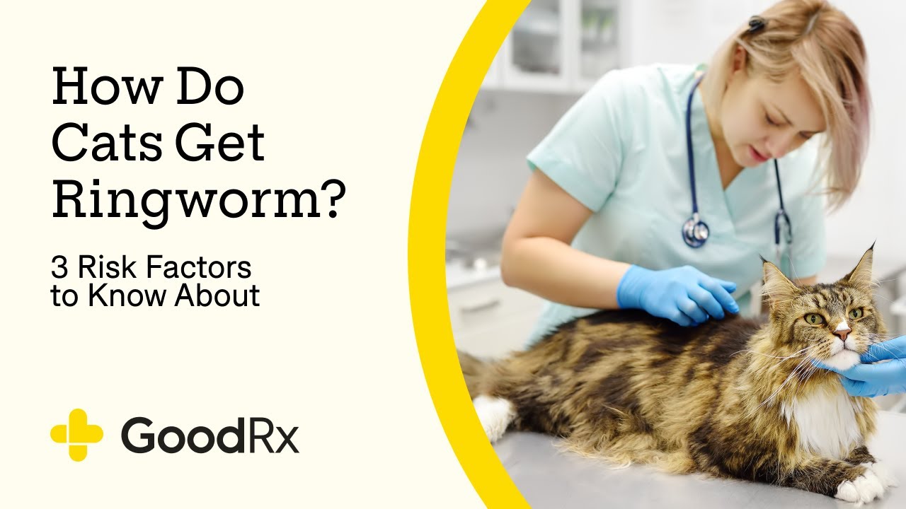 Can Cats Get Ringworm? | GoodRx - YouTube