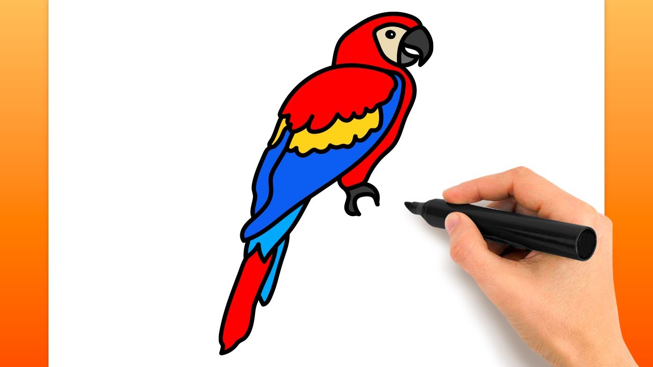 Comment Dessiner Un Ara Rouge (Tutoriel De Dessin Facile) - YouTube