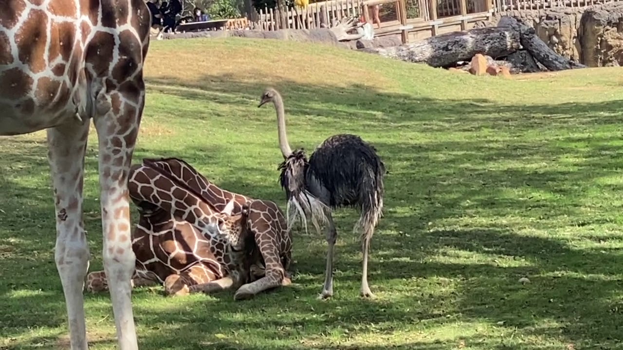 African safari ostrich and giraffes best friends :) - YouTube