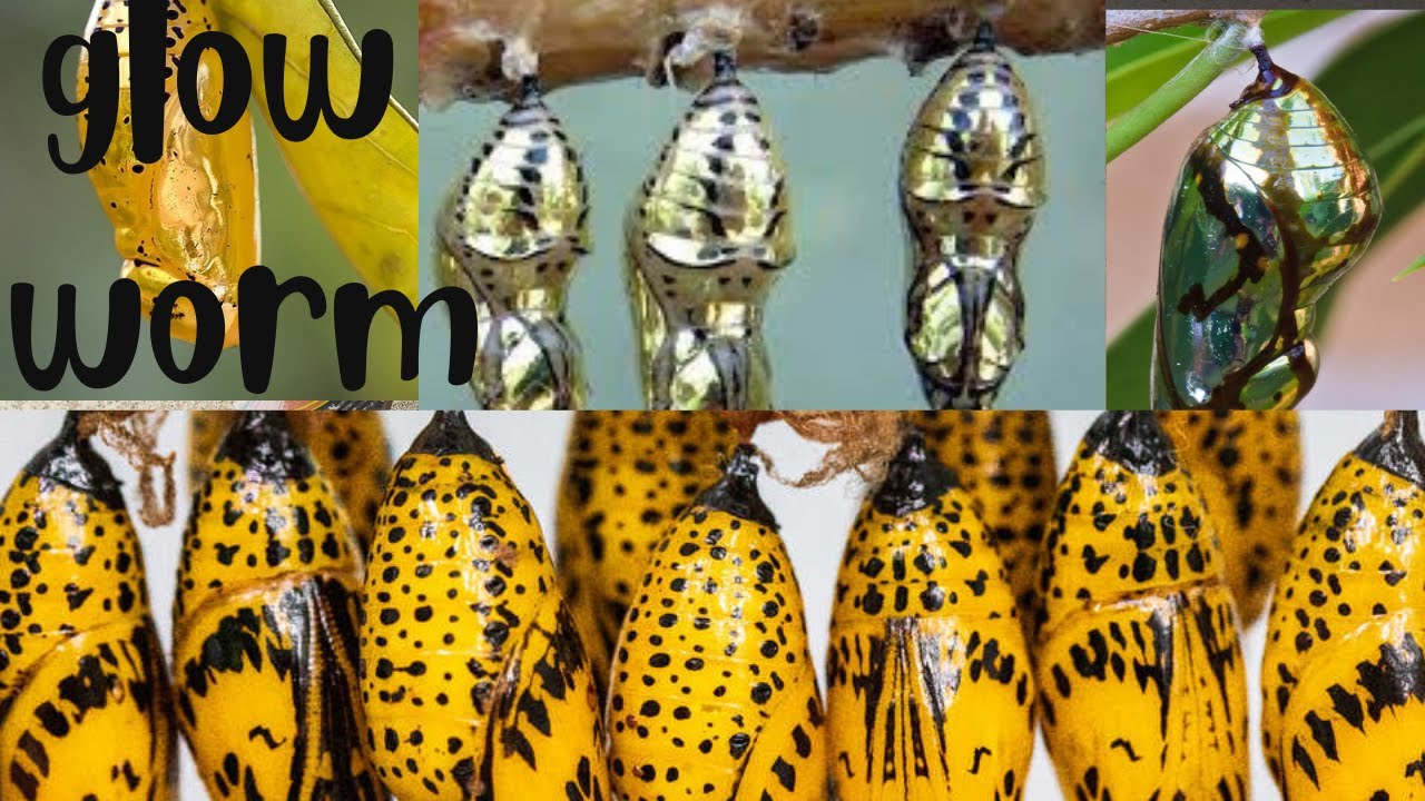 butterfly worm | butterfly life cyclethe glow pupa | monarch butterfly ...