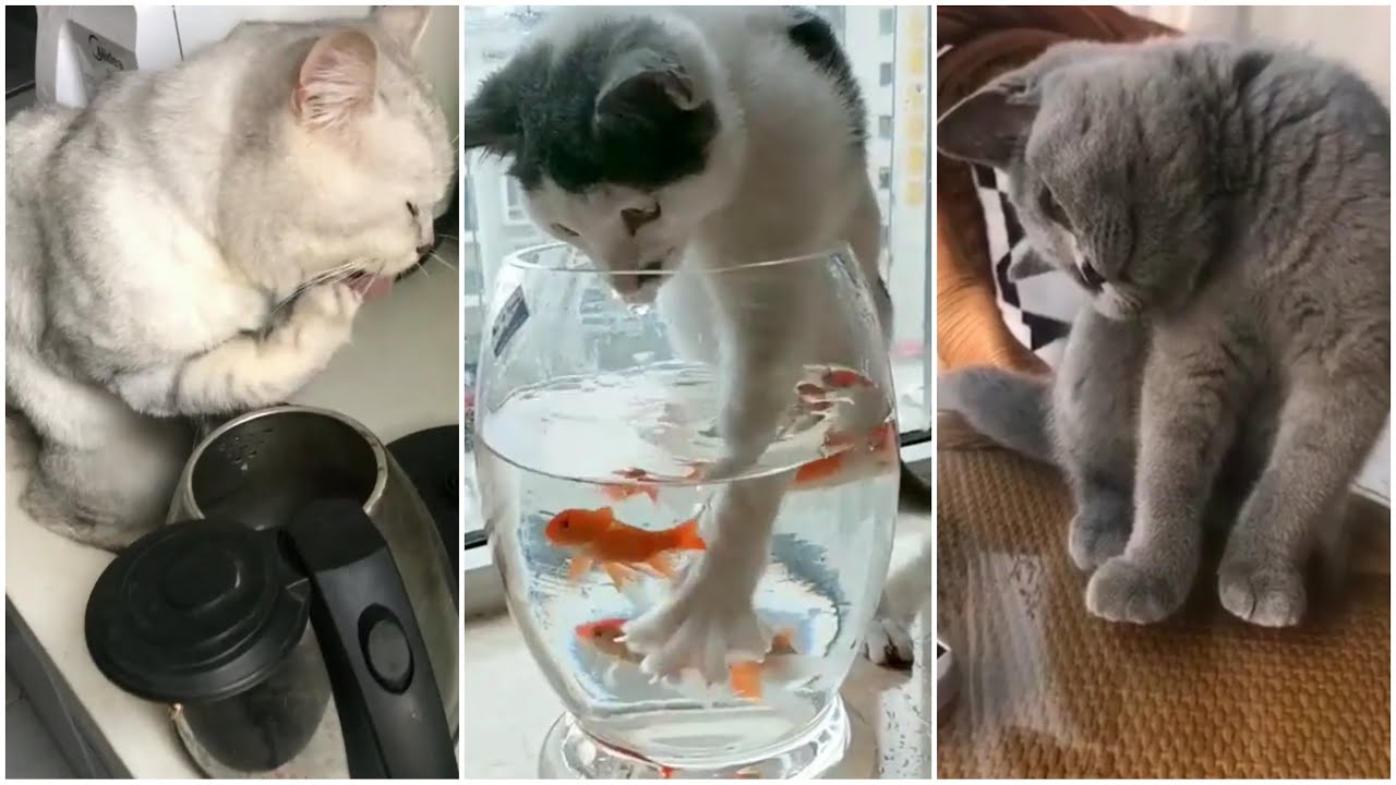Cute Pets Doing Funny Things | Funny Animal Compilation Videos 2021 ...