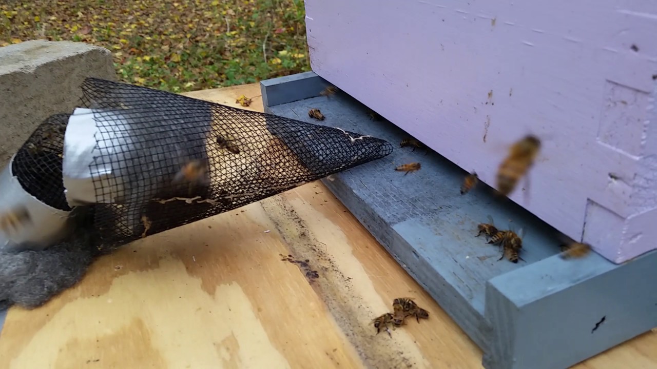 How to remove bees from an open air hive - 27 - YouTube