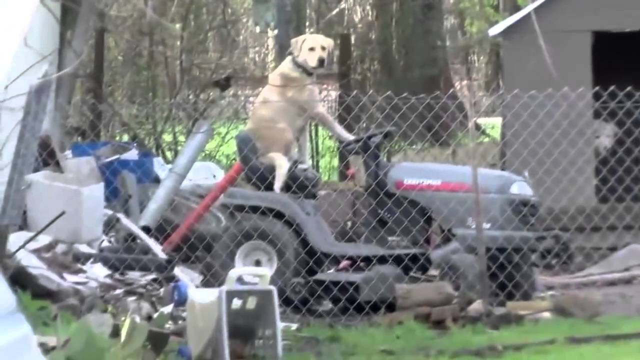 Lawnmower Dog - YouTube
