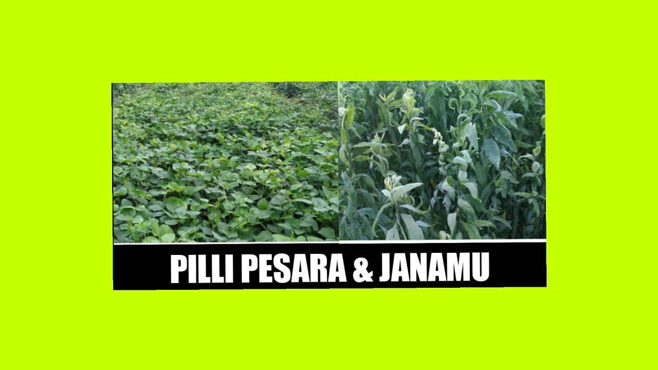 PILLI PESARA AND JANUMU ( TELUGU) - YouTube