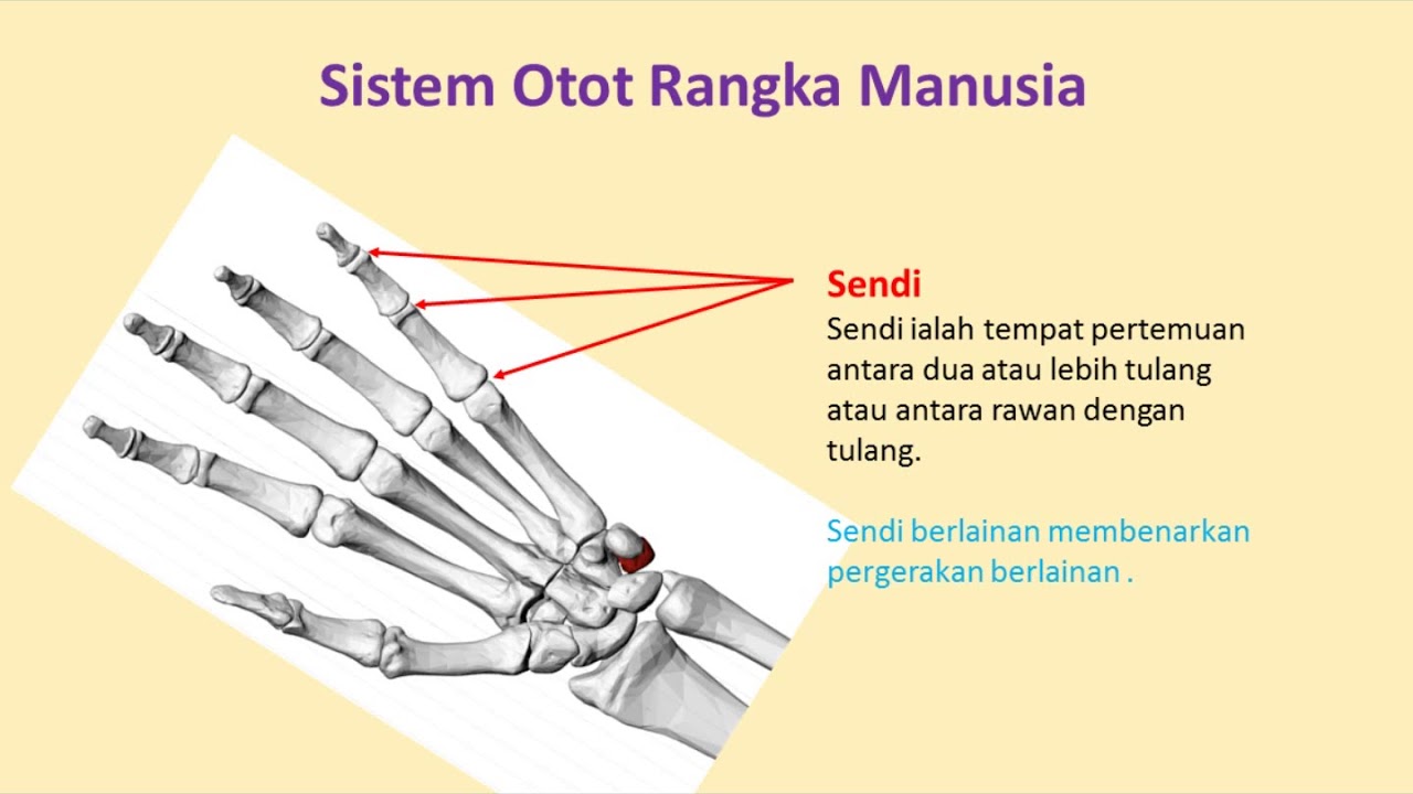 BIOLOGI TINGKATAN 4 : 14.2 PART 2 PERSAMAAN PERBEZAAN TURUS VERTEBRA ...