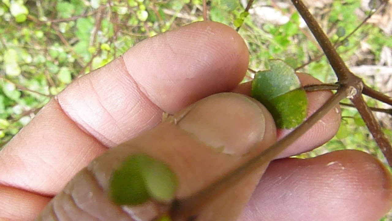 Melicope simplex - a native divaricating shrub - YouTube