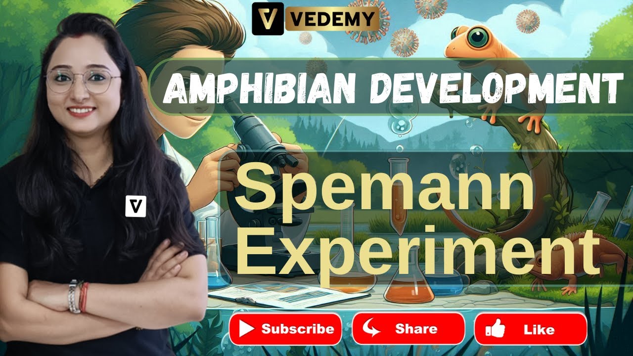 Spemann Experiment | Amphibian Development Developmental Biology ...