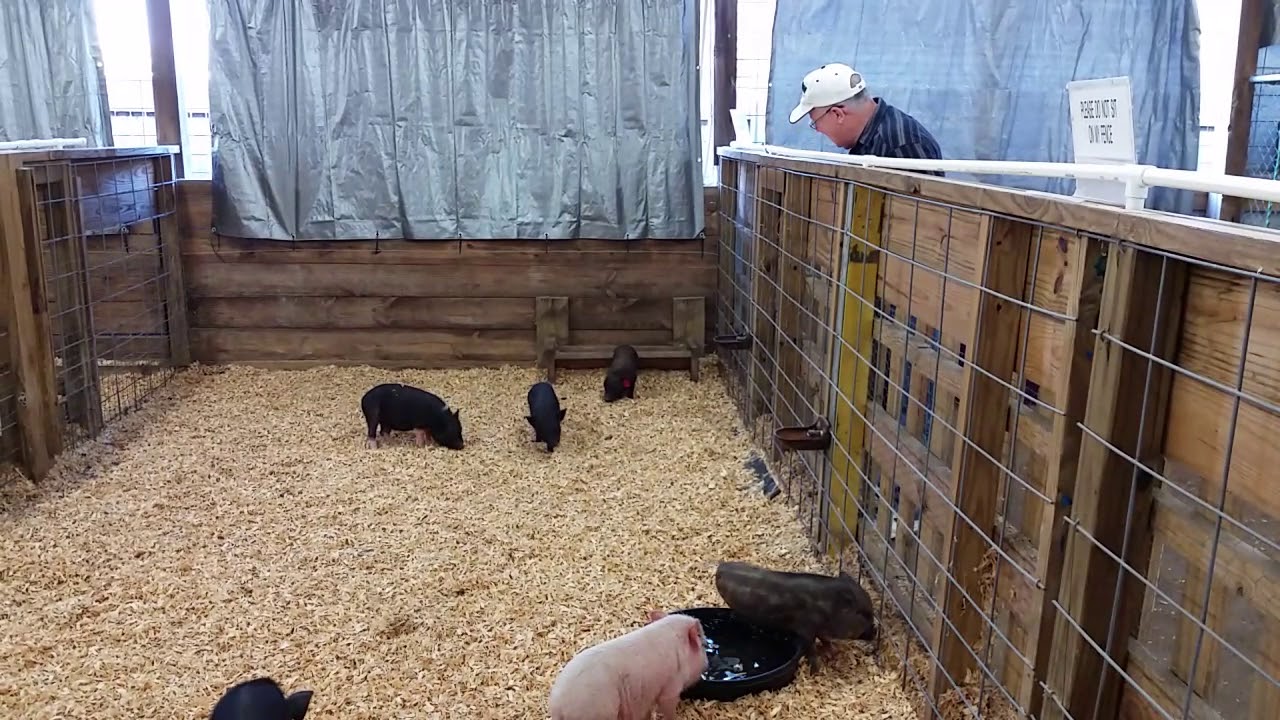 Pigs and piglets scratching their itch - YouTube