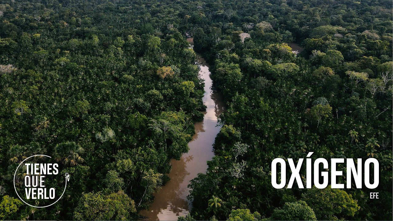 ¿Cuál es el verdadero significado que tiene la cuenca Amazónica para el ...