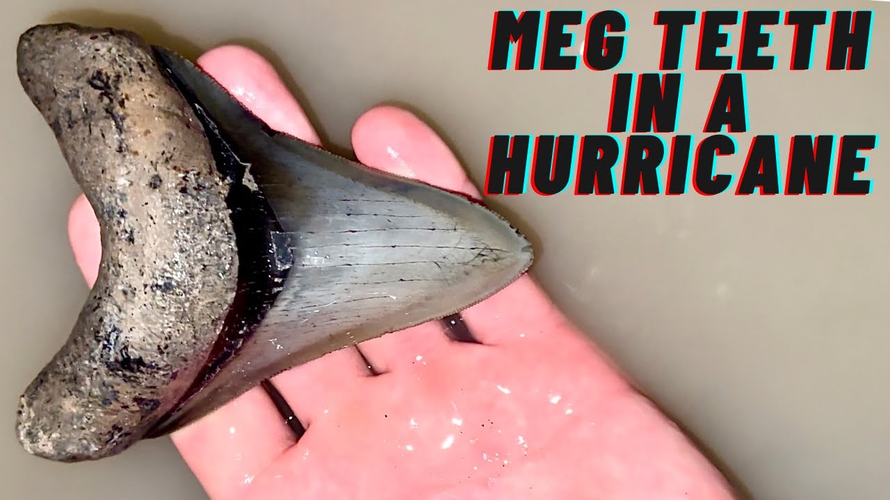 Finding Giant Megalodon Shark Teeth in Hurricane Idalia...Sketchy or ...