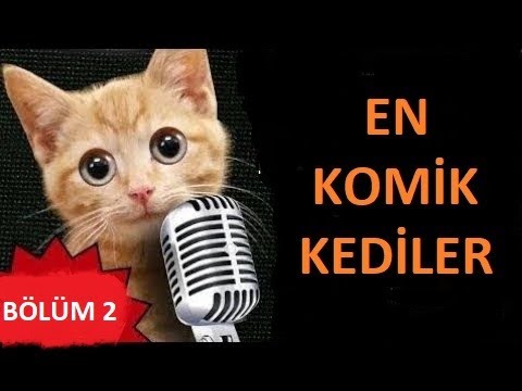 Komik Kedi Videoları 2  I En Komik Kedi Videoları