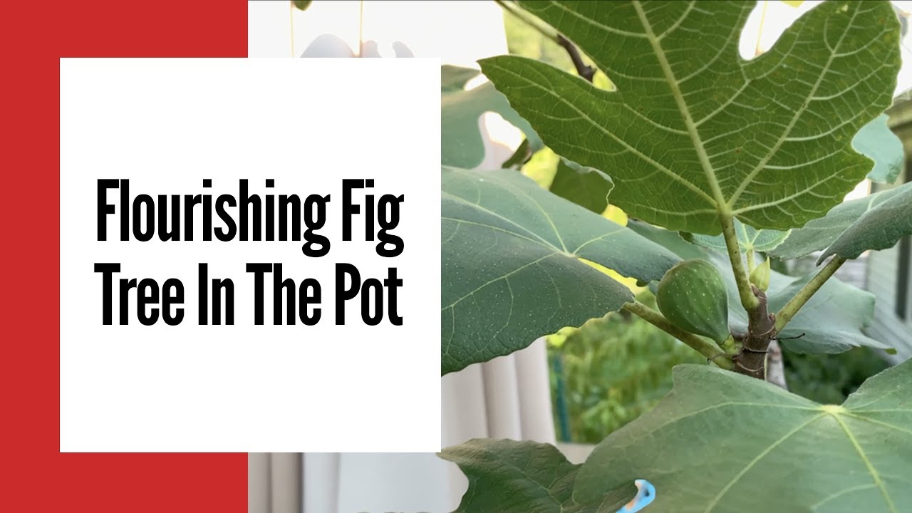 How To Make Your Fig Tree Make More Figs In The Pot - YouTube