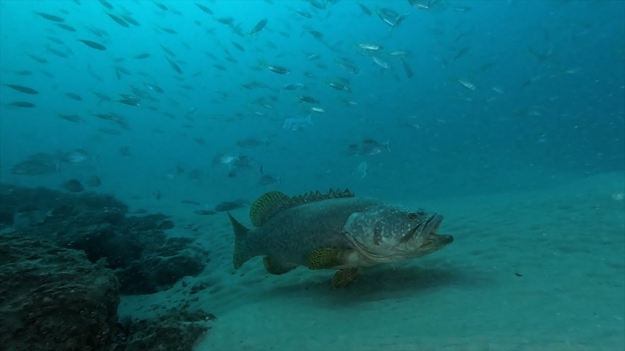 Gold Coast Seaway winter twilight dive - YouTube