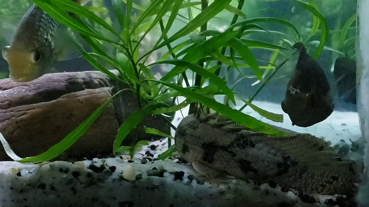 Awkward fish Realations - YouTube