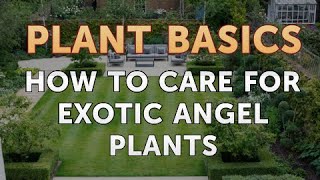 How to Care for Exotic Angel Plants
