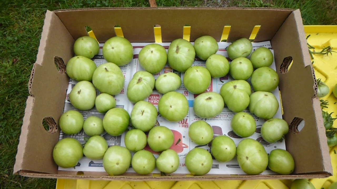 How to Store Unripened Tomatoes to Ripen them? - YouTube