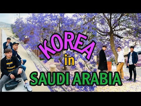 JACARANDA TREES IN ABHA SAUDI ARABIA ( love this place ) - YouTube