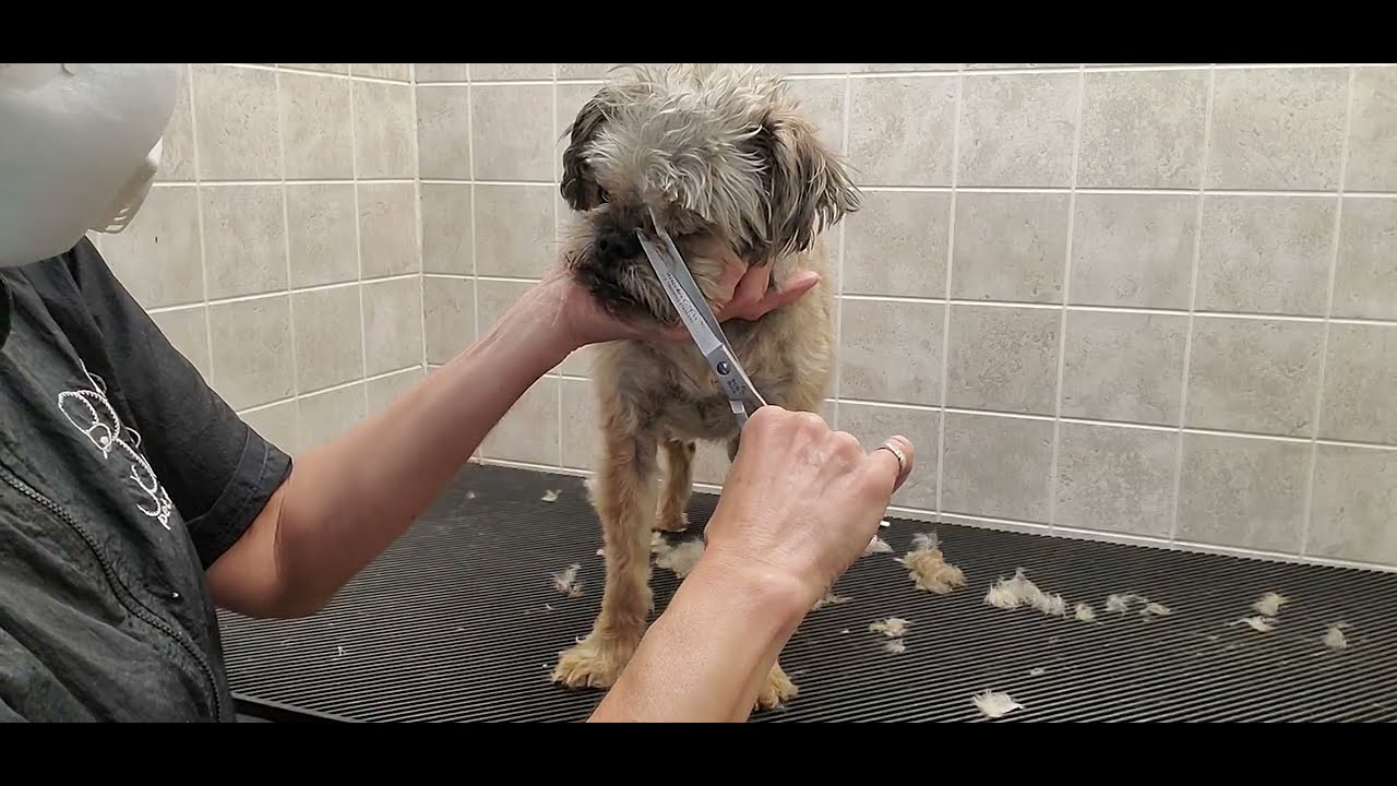 Trimming a dogs face with scissors & plucking the ears, dog grooming ...