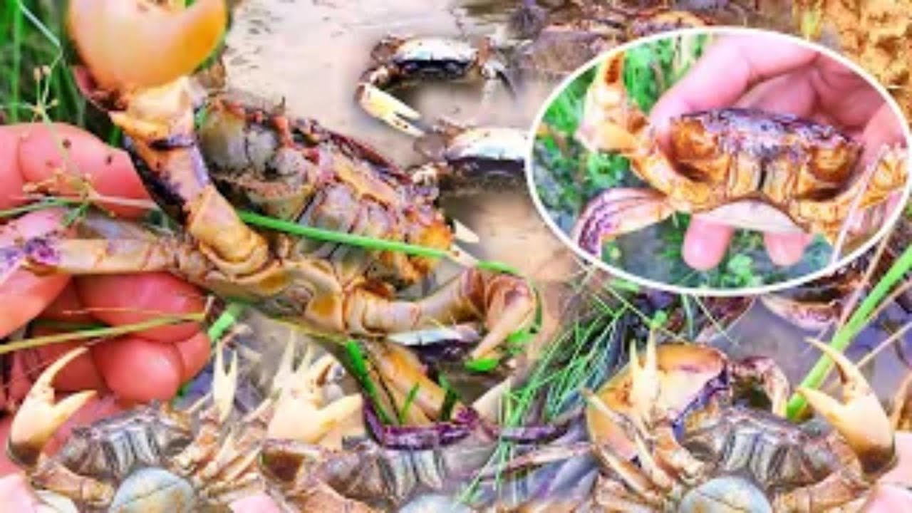 Wow Wow, Wow, Catch Crabs, the best crab| Red Crabs - YouTube