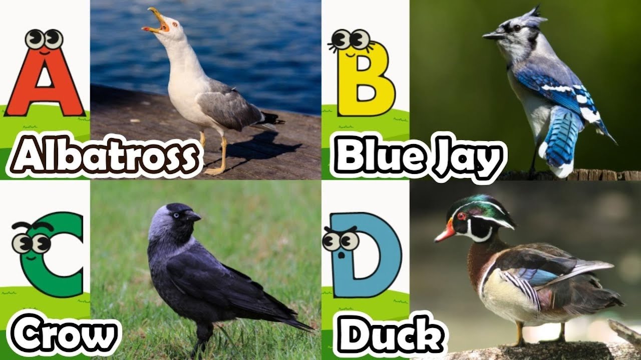 Birds Alphabet Song for Kids | Birds ABC Song | Phonics for Kids ...