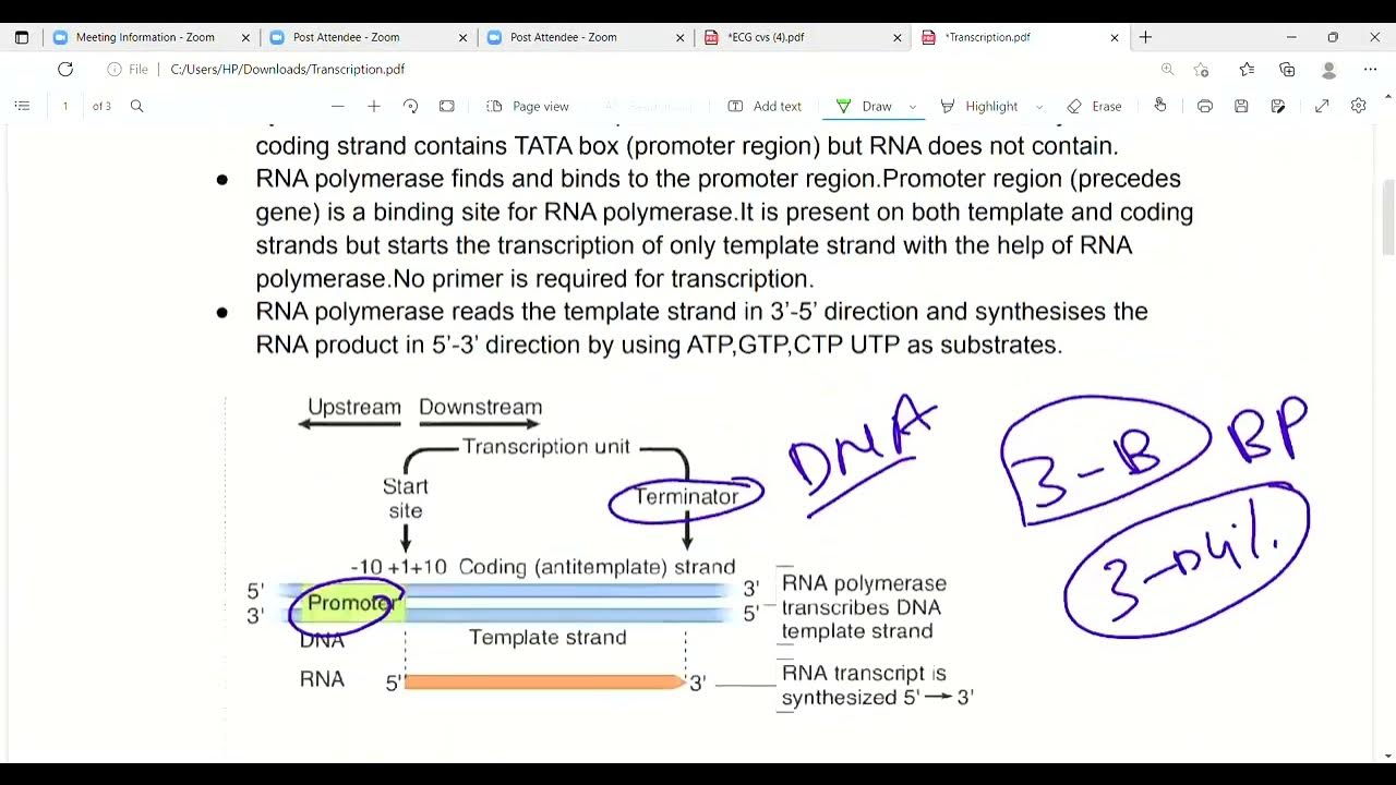 DNA Transcription | Molecular biology | Biochemistry | First aid ...