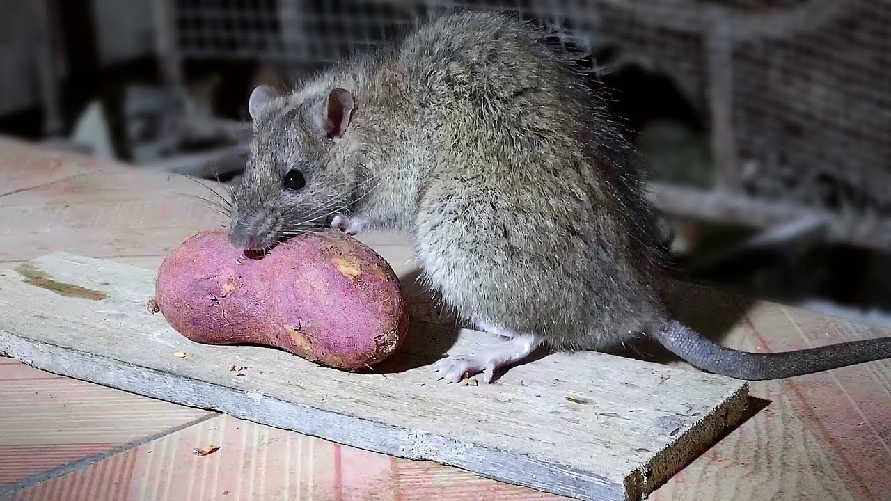 Mouse eating sweet potato:Cat TV Mouse Watch - YouTube