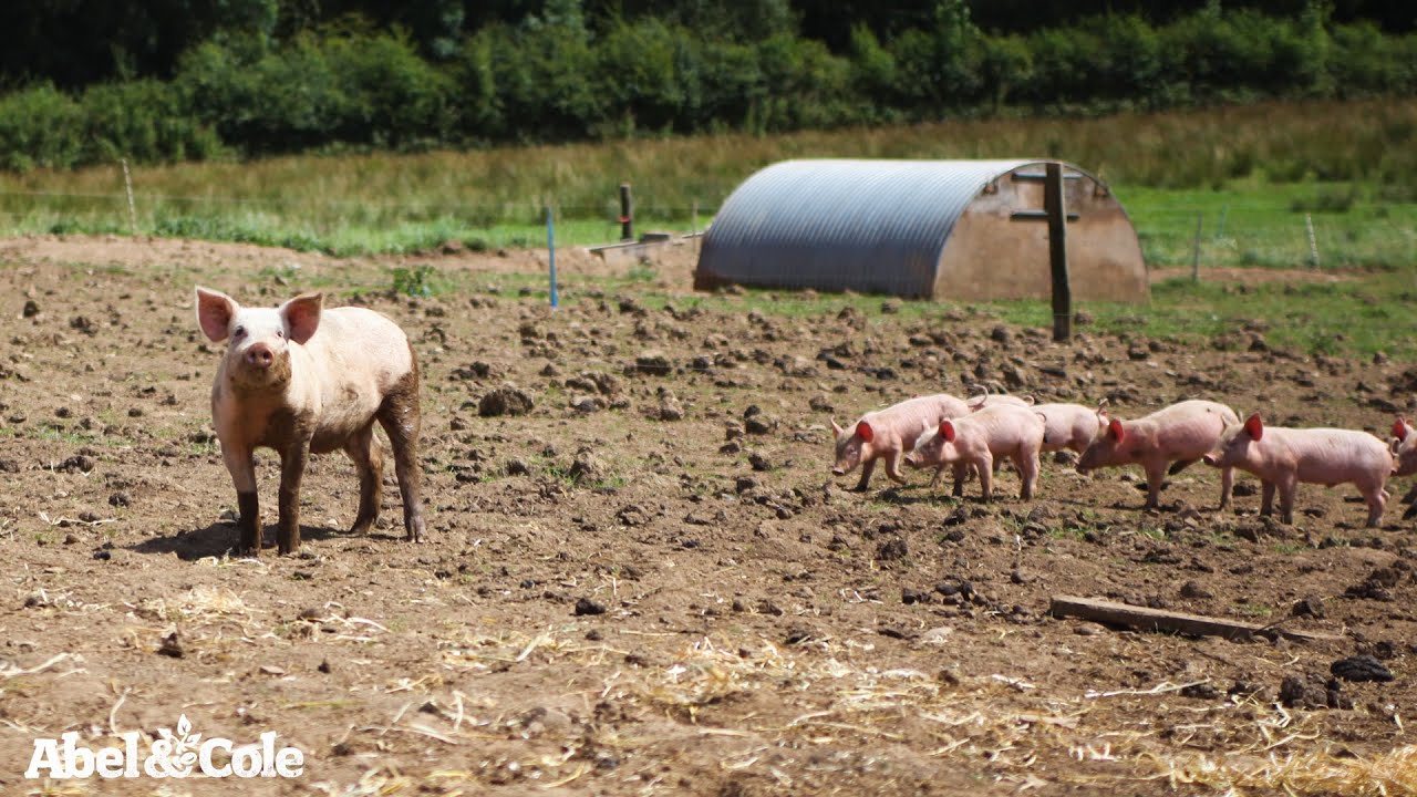 Organic Pig Farmer, Mark Bury at Eversfield Farm - YouTube