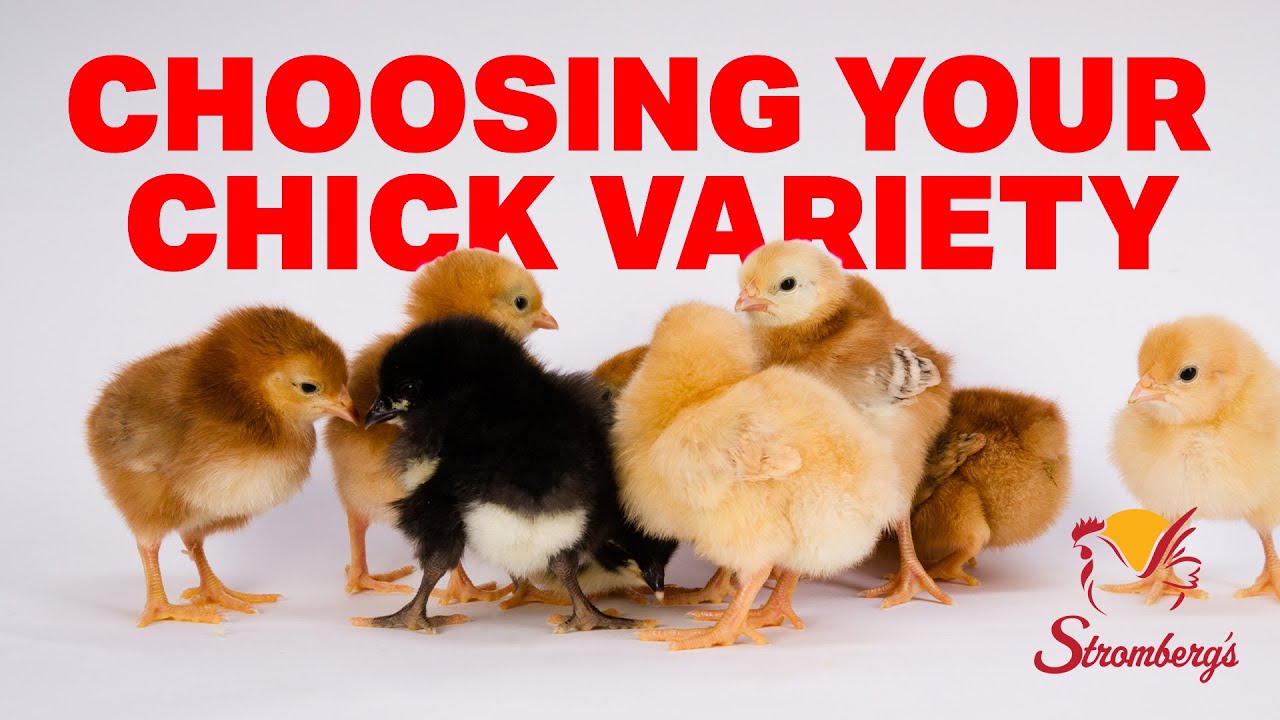 How to Choose the Right Chick Variety - YouTube