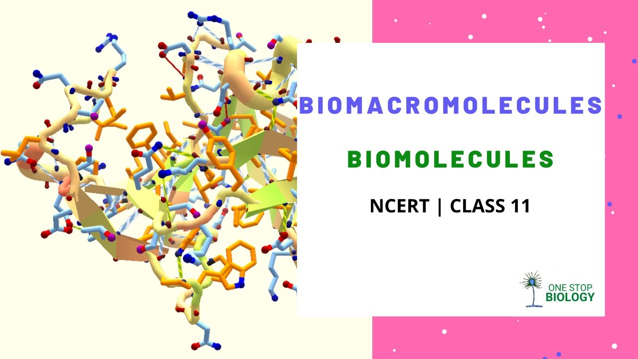 Biomacromolecules | Biomolecules | One Stop Biology | NCERT | Class 11 ...