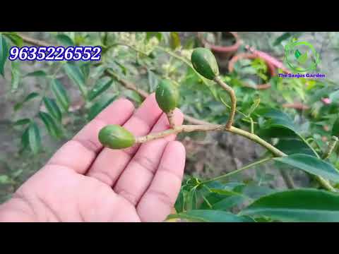 Rare Exotic Thai All Time Hog Plum (Thai Amra) Mother Plant Showcase ...