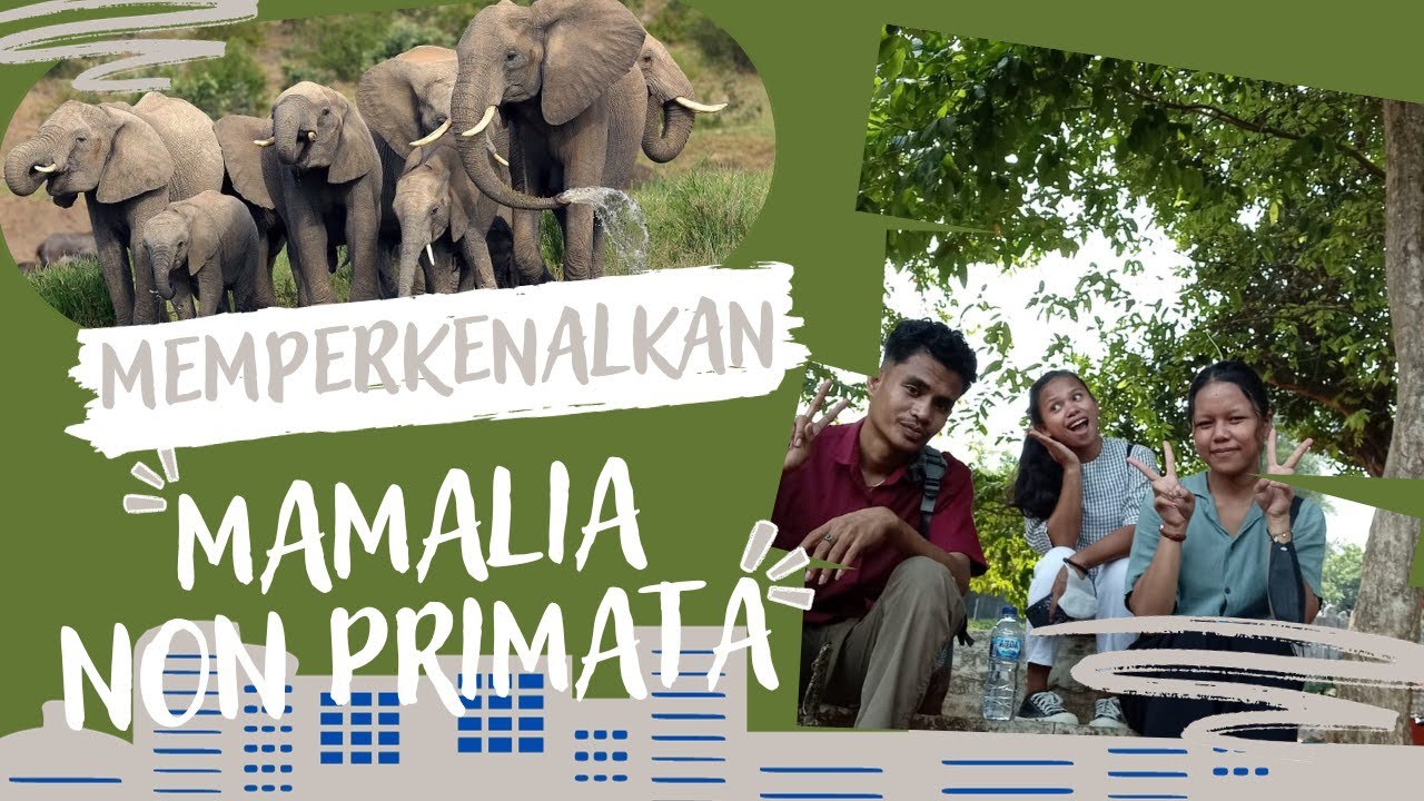 Sistematika Hewan UKI: MAMALIA NON PRIMATA DI TAMAN MARGASATWA RAGUNAN ...