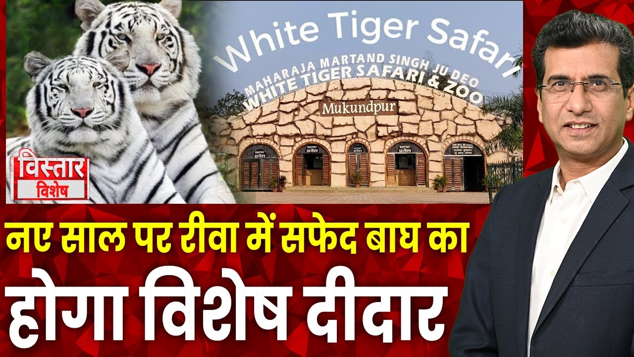 New Year पर Rewa के White Tiger Safari में विशेष इंतजाम, सफेद बाघ के ...