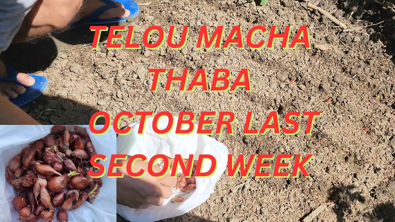 TELOU MACHA THABA OCTOBER THA DA #homegardening #onion #organic # ...