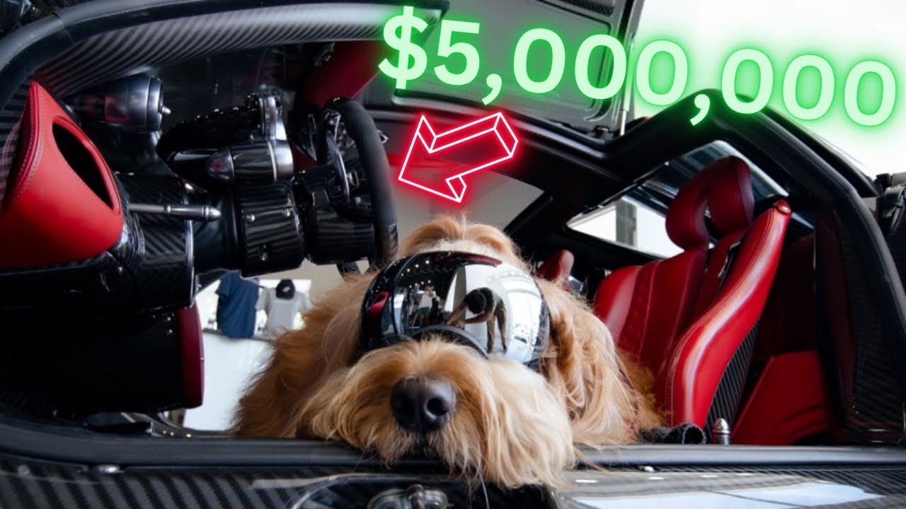 80lbs Golden Doodle vs. $5,000,000 HYPER car! - YouTube