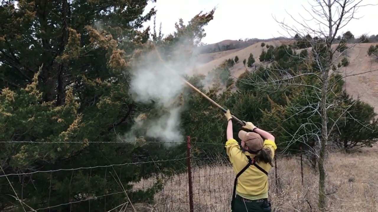 Cedar Pollen Explosion! - YouTube