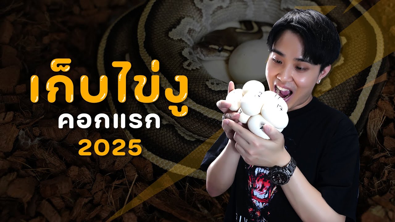 เก็บไข่งูบอลปี 2025 [EP.221| 4K] #realityballpython #ballpython - YouTube