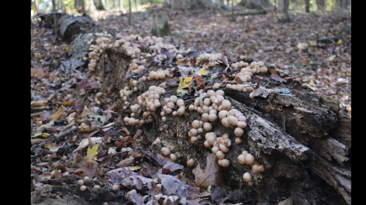 Spreading puffballs spores, mushroom hunting. - YouTube