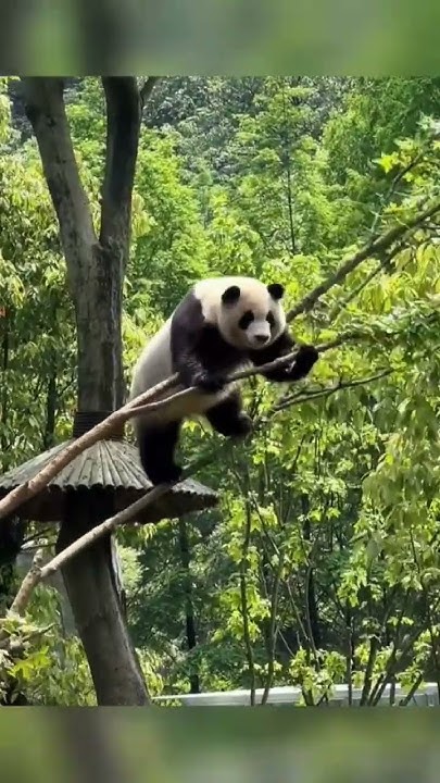 Idk what it is with pandas and falling... #pandas #fails - YouTube