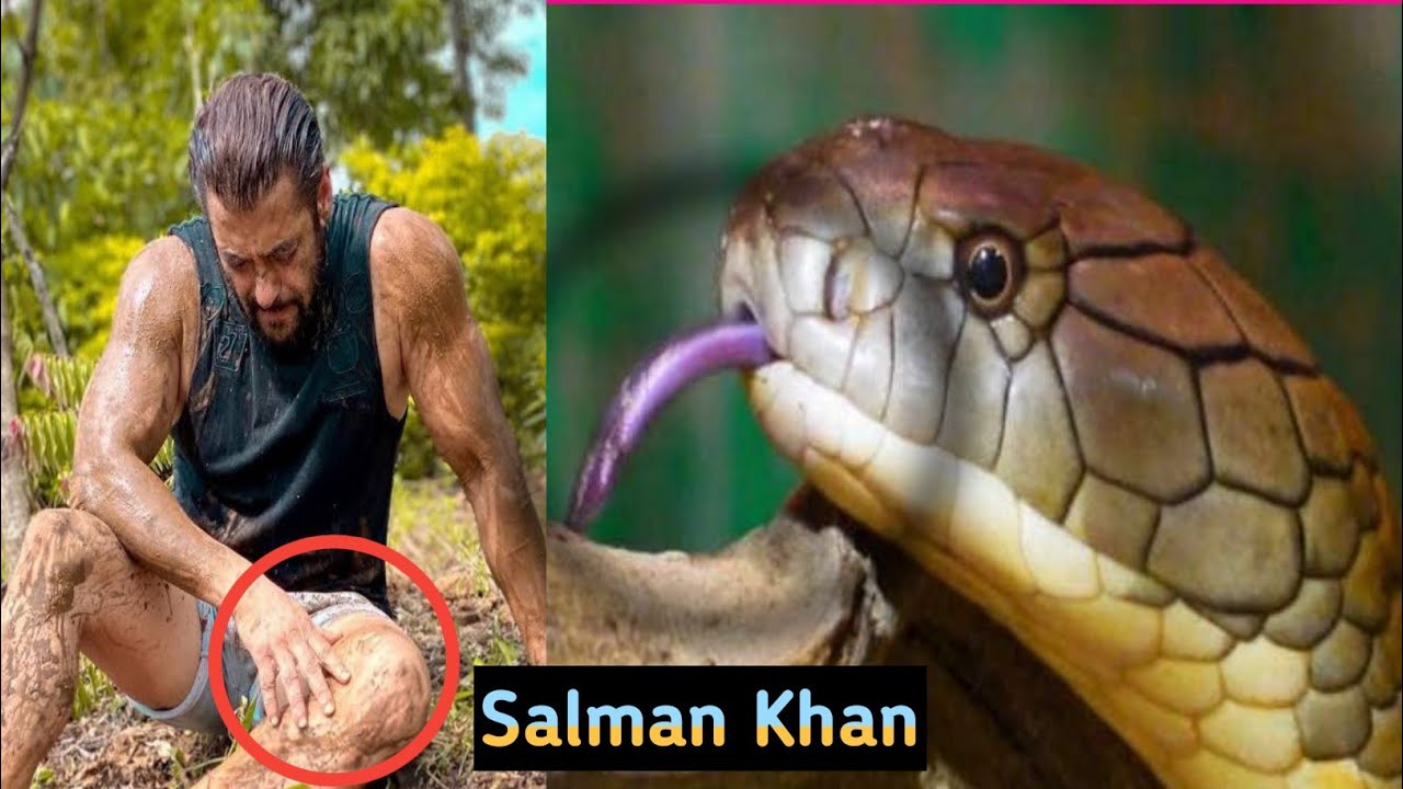Salman khan snake bite // Salman khan birthday // salman khan news # ...