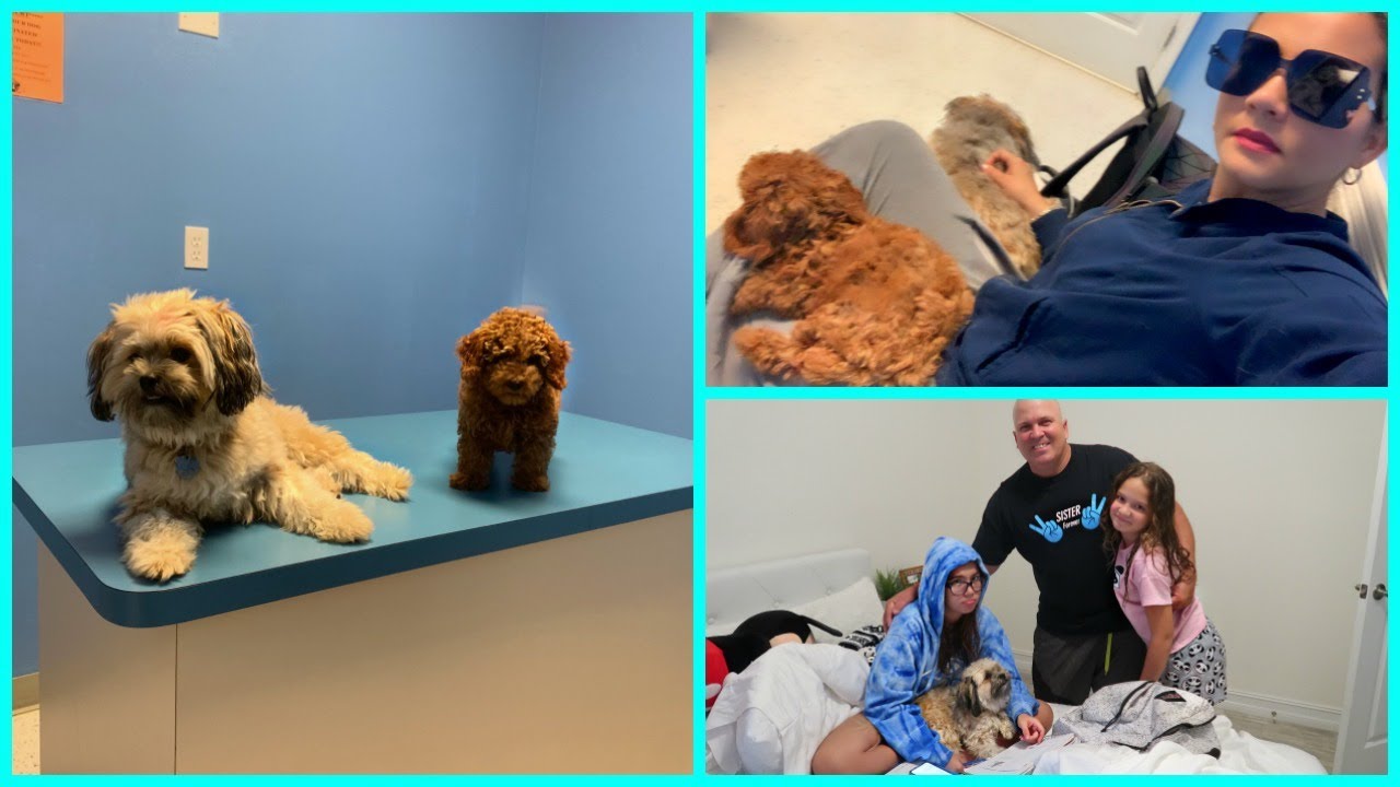 Puppy's First Visit to the Vet. Mini Poodle The First Time At Doctor ...