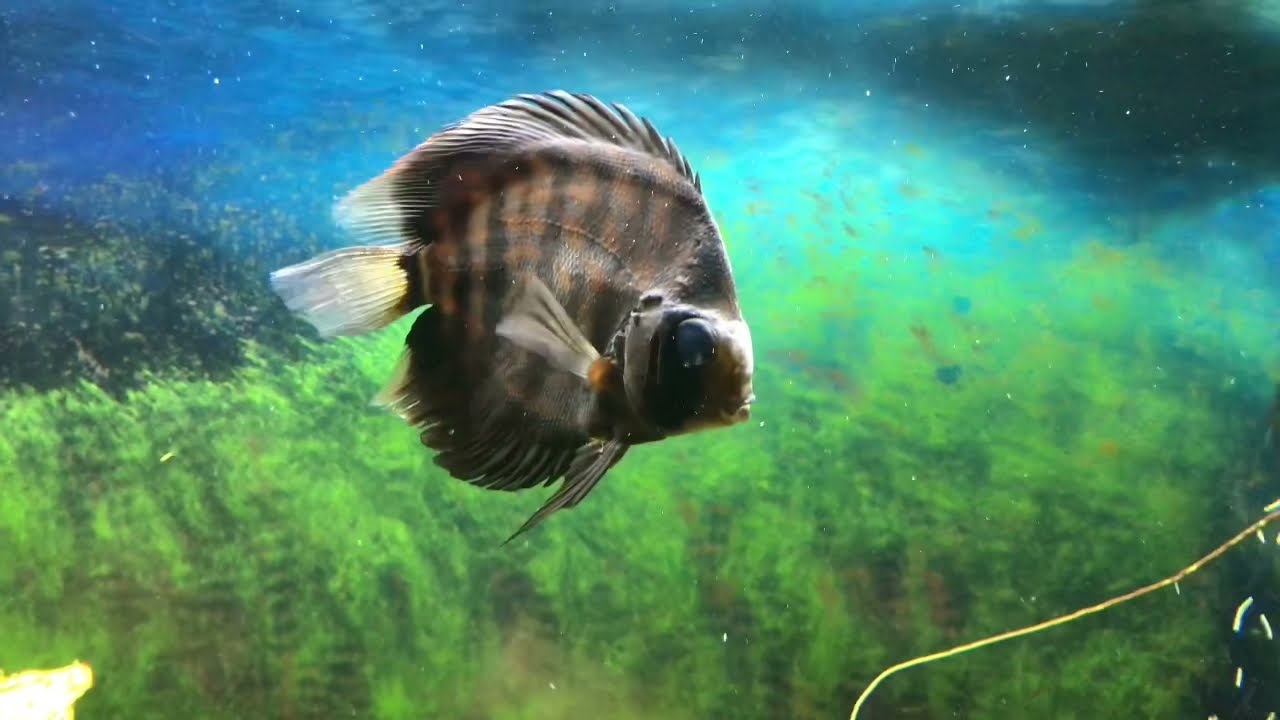 Discus Fish Wasting Disorder- Internal Parasite - YouTube